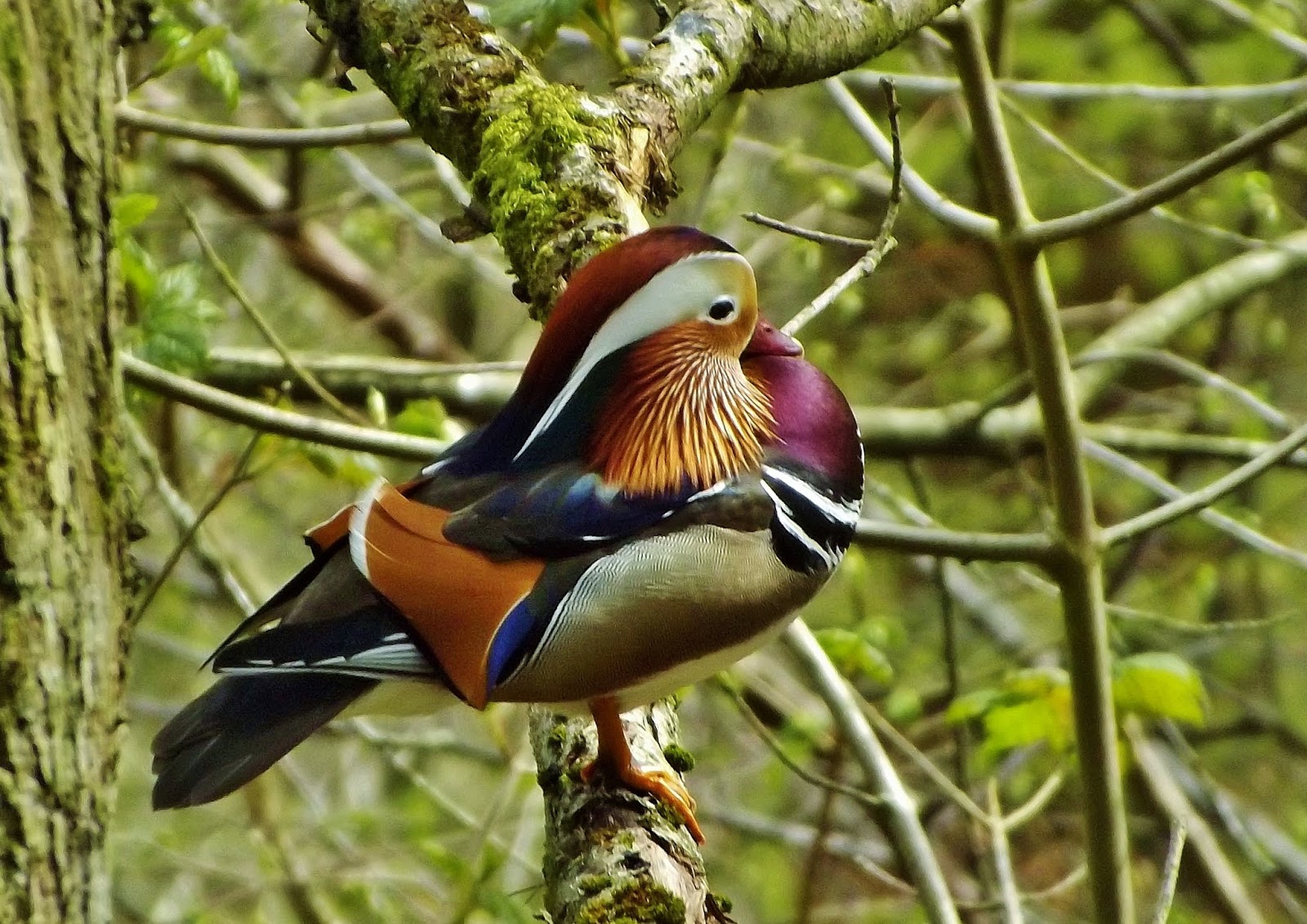 Birding In Bradford - Daily Sightings and News