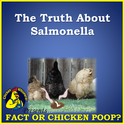 Fact Or Chicken Poop: The Truth About Salmonella