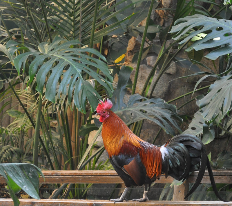 ZOOTOGRAFIANDO (6.100 ANIMALS): GALLO SALVAJE / RED JUNGLEFOWL (Gallus ...