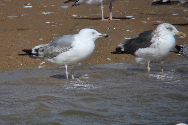 Bag a Wild One: Second-winter Caspian Gulls