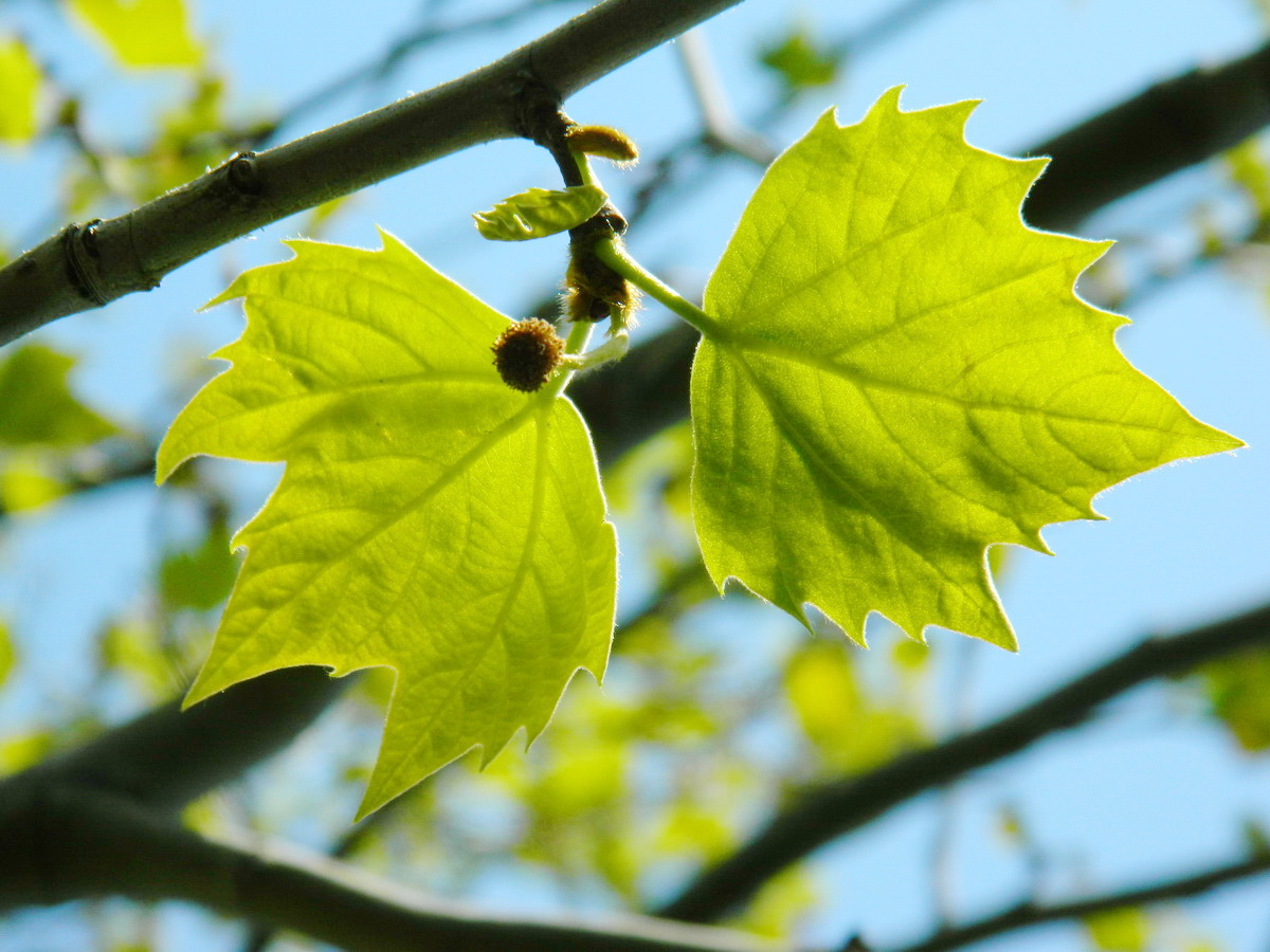 LA MULTI ANI, ROMANIA!: Frunze tinere de platan