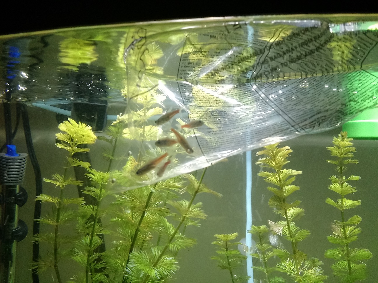 Fongpay's Universe: Champfleury Cheese