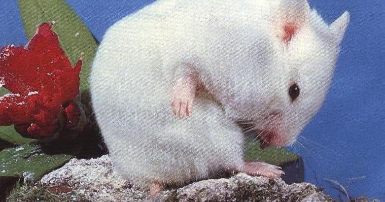 Hamstercitos :3: Enfermedades en los Hamsters