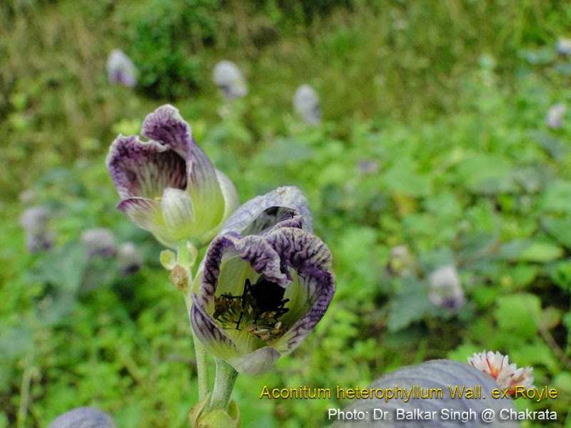 Medicinal Plants: Aconitum heterophyllum, Ativisha, Atis, adivitaiyam