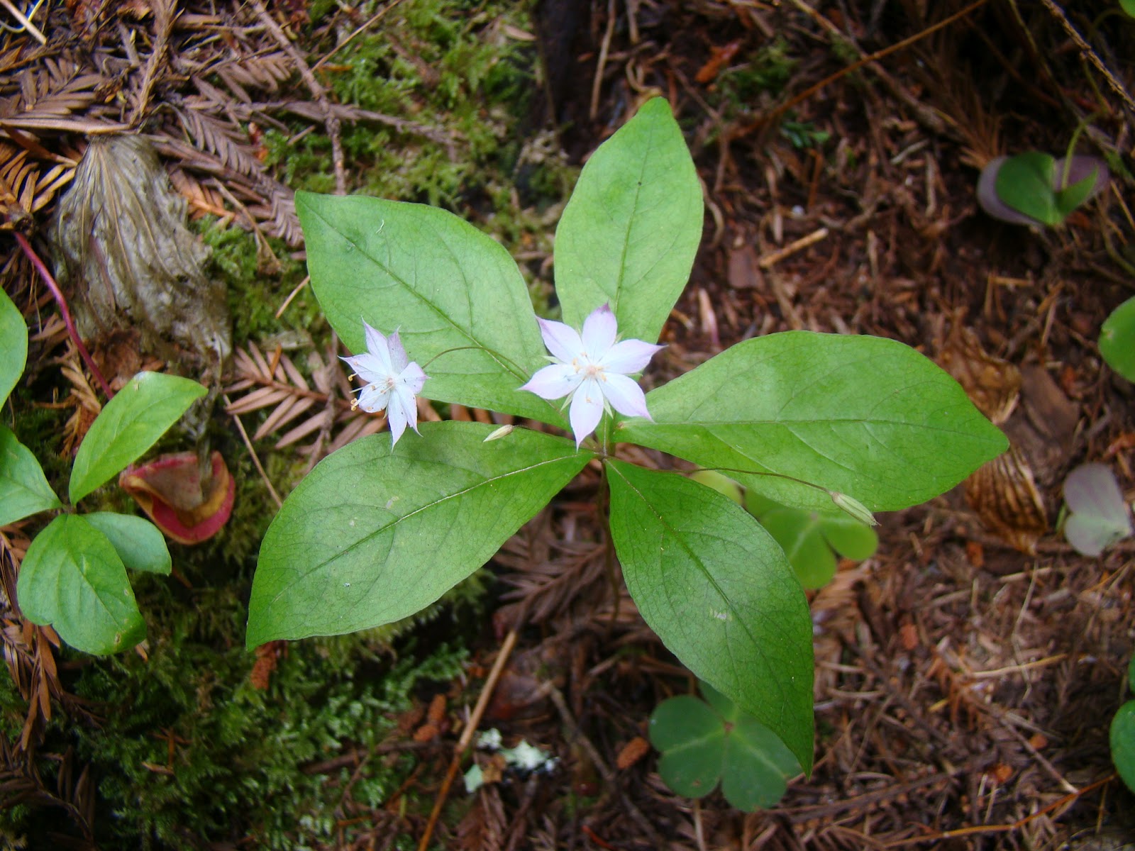 Leaves of Plants: Pacific Starflower