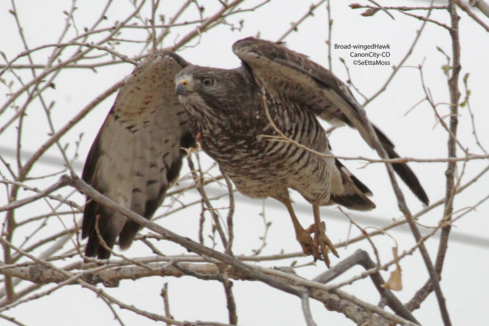 Refound the Broad-winged Hawk