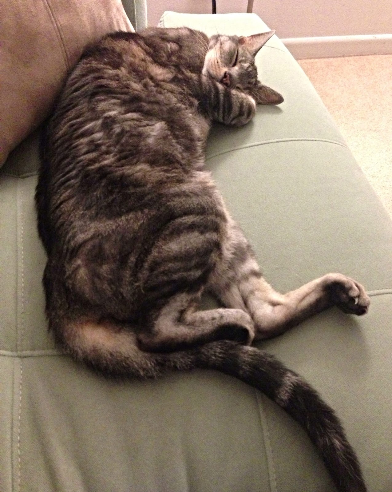 Your Daily Cute: Two Cats Tuesday: Not-Box Twister and Pimp's Long Toes