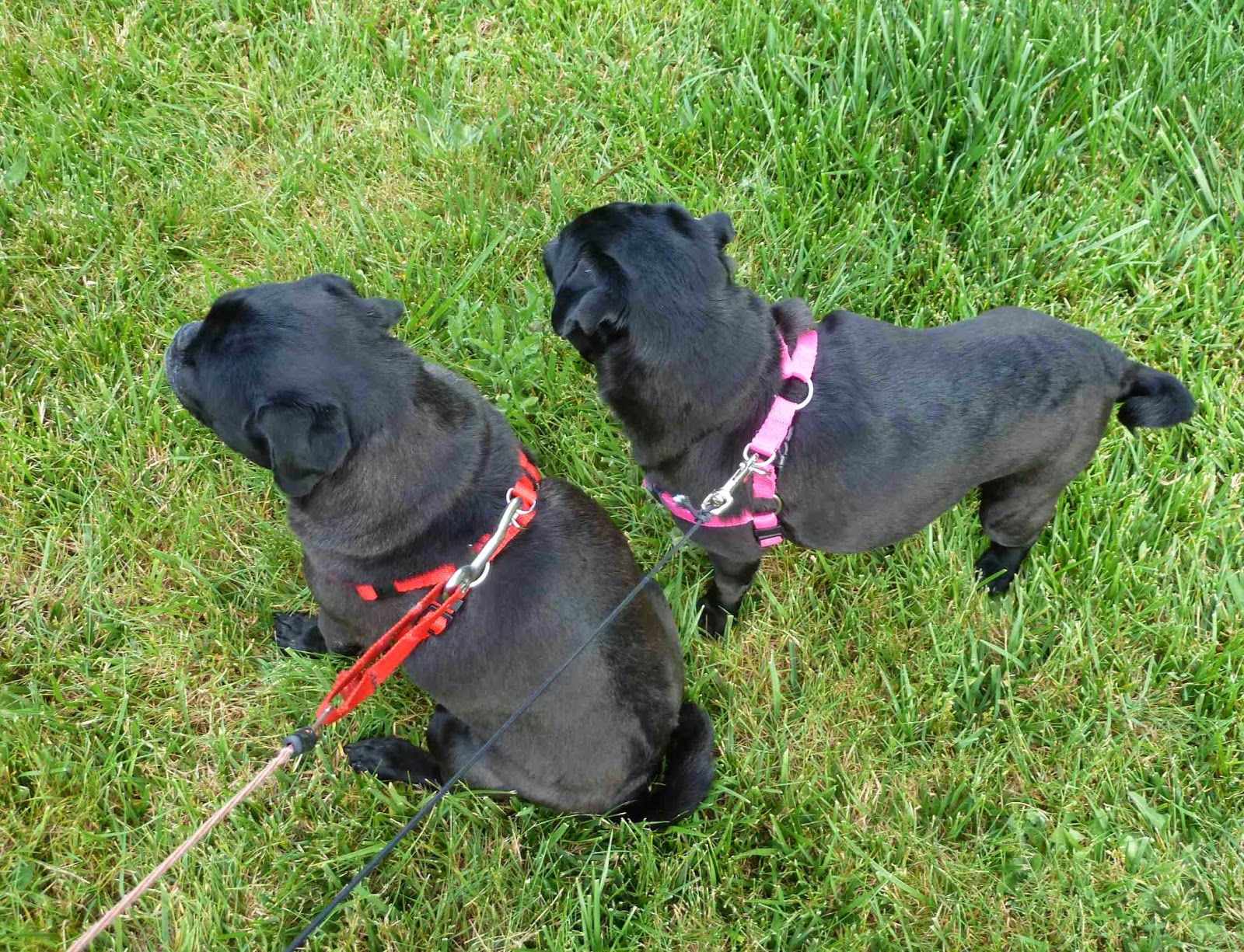 Boulderneigh: Pulling the pugs