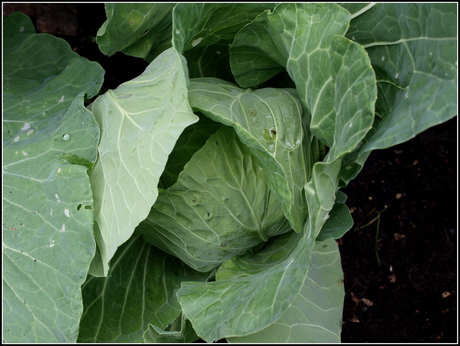 Mark's Veg Plot: Cabbage "January King", and friends