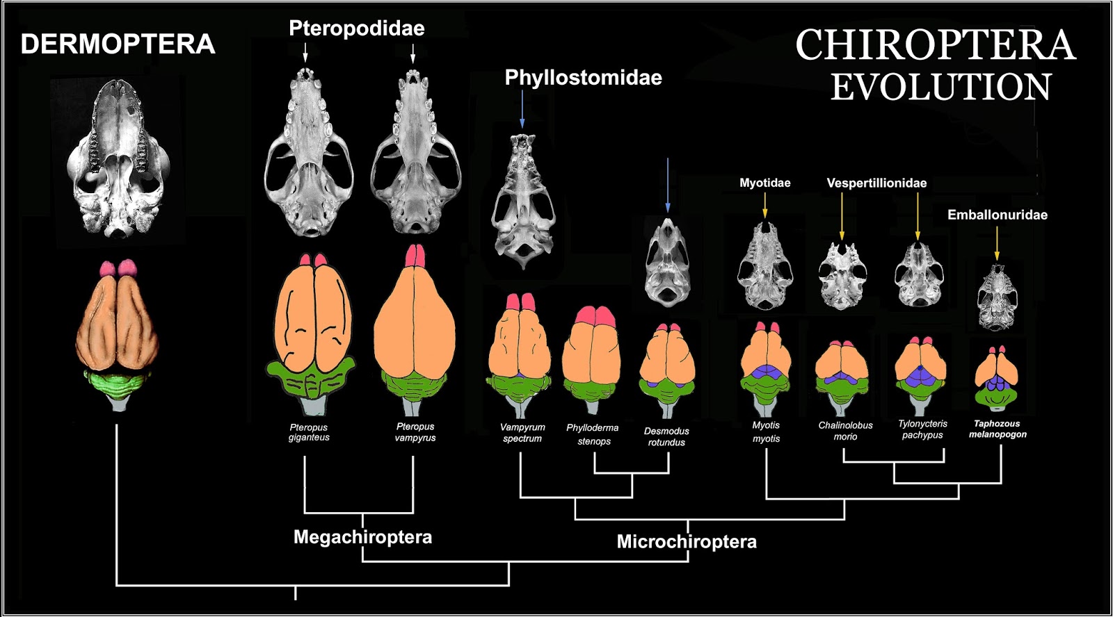 "A EVOLUÇÃO DOS MAMÍFEROS" THE Evolution OF THE MAMMALS: CHIROPTERA ...