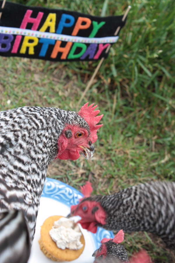 Ba-Gawks: Happy Birthday Chickens!!!!!!!!!