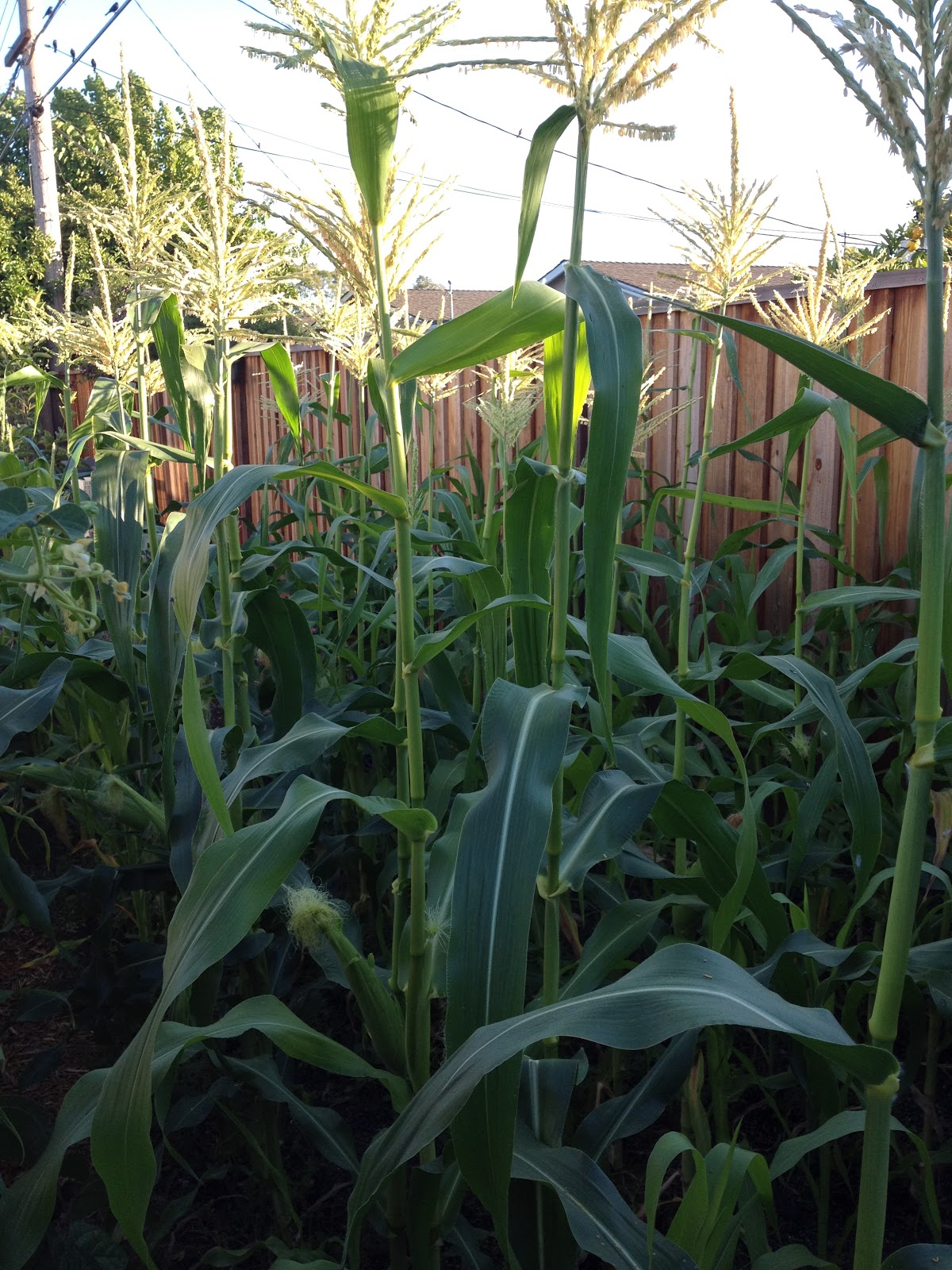 Morrison Victory Garden: Pyramid support for vertical gardening