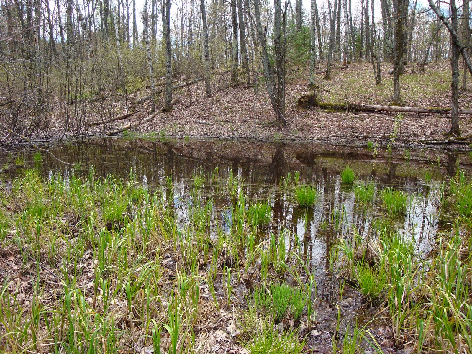 Duluth Frog Blog: Vernal Pool - Identification and Verification
