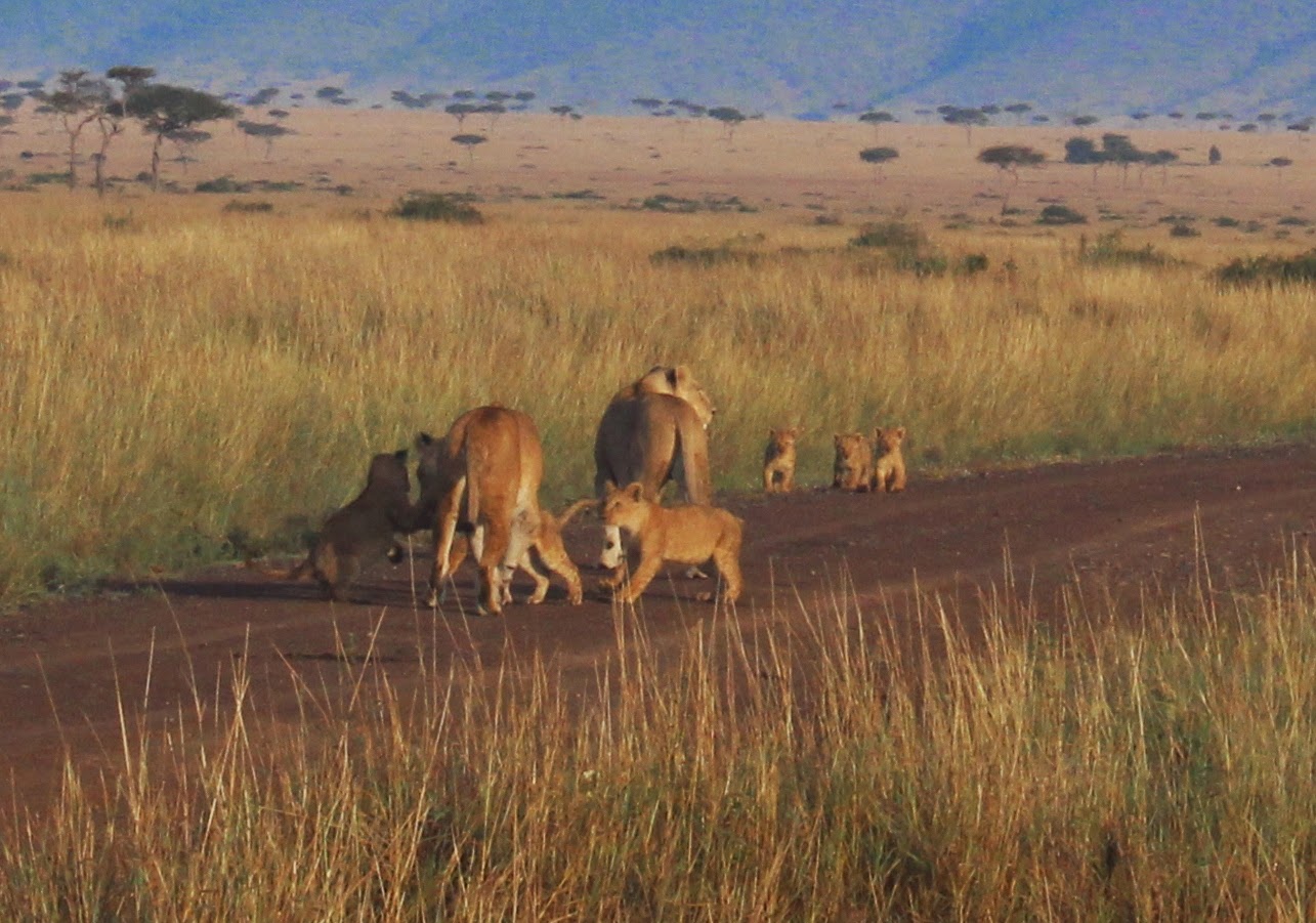 Souvenir Chronicles: AFRICA: MAASAI MARA LIONS (KENYA)