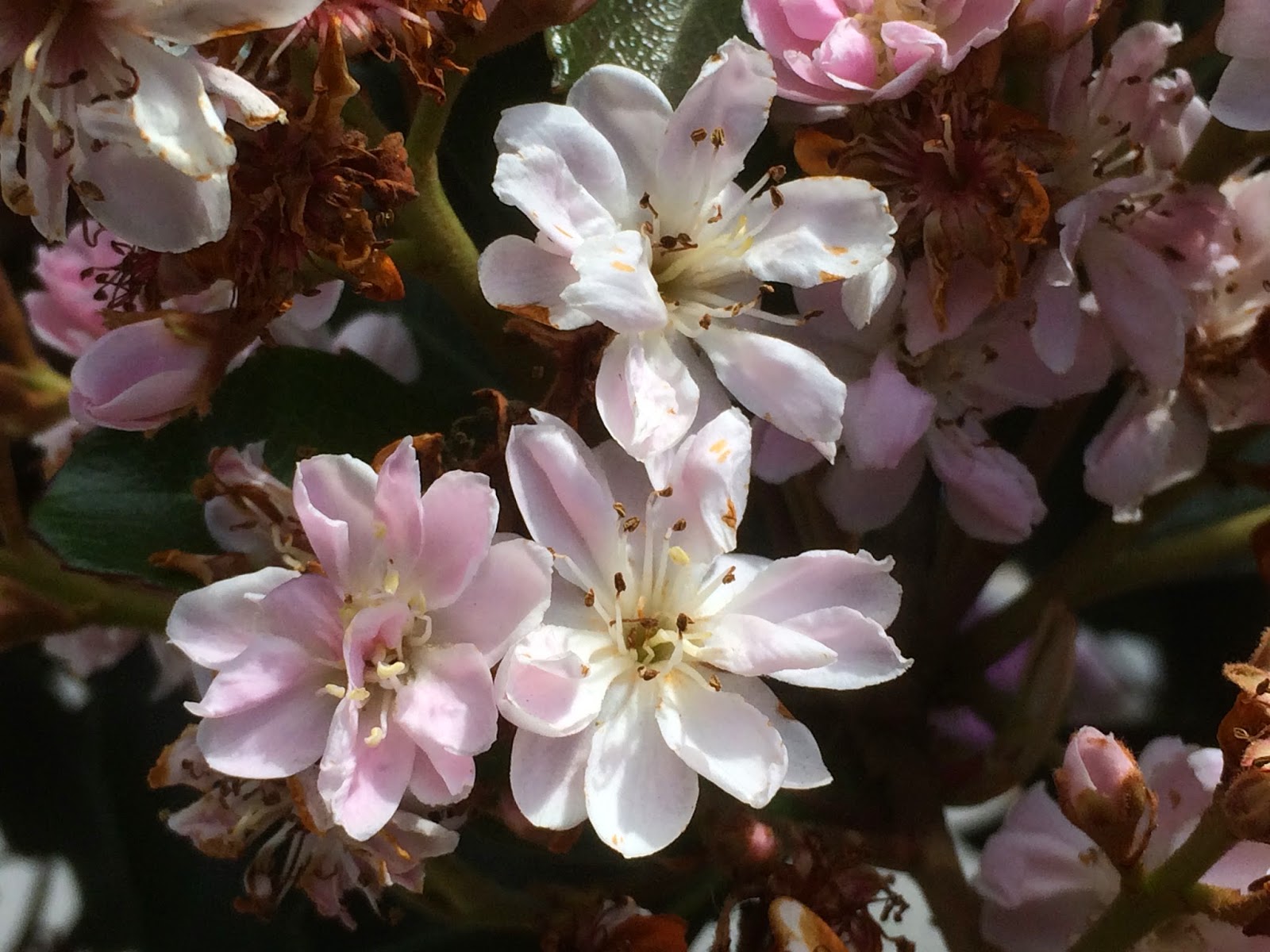 Trees of Santa Cruz County: Rhaphiolepis 'Montic' - Majestic Beauty ...