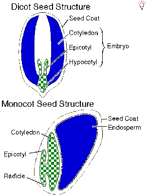 Baby Plant Project: Seed Structure and Function