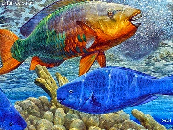 PARROTFISH photos - wallpapers (ανανεωμένο) | the fun bank