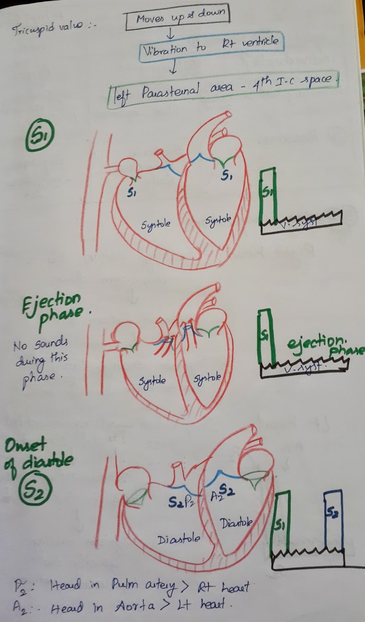 MEDGOAL: NORMAL HEART SOUNDS