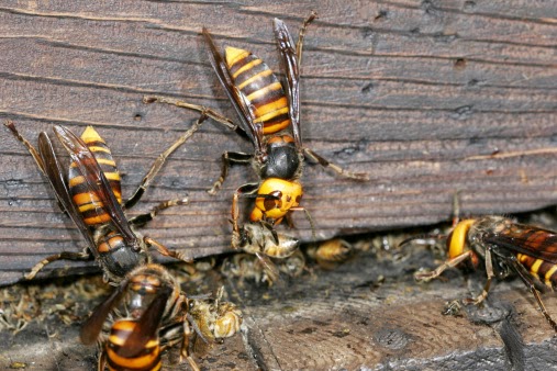 30 Japanese Giant Hornets Attack Honey Bee Nest Kill 30,000 Honey Bees