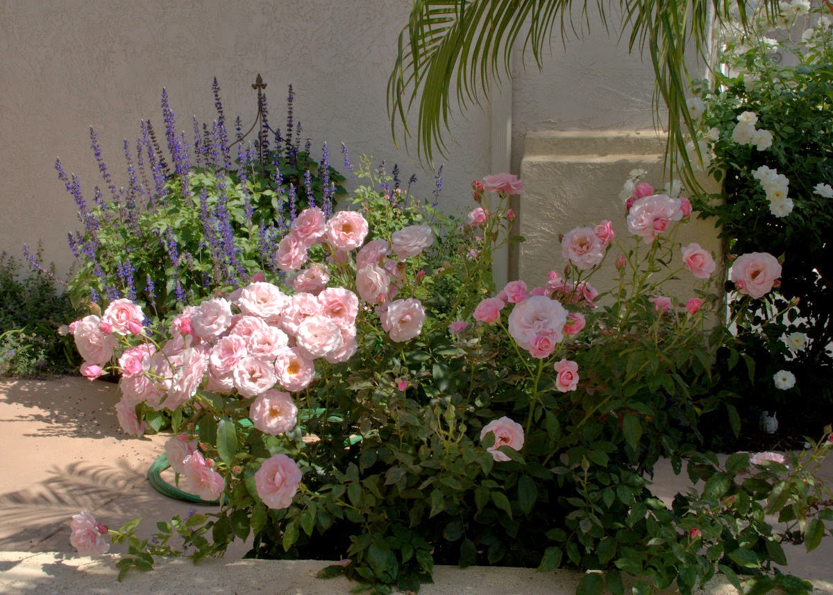 Organic Garden Dreams: June Roses