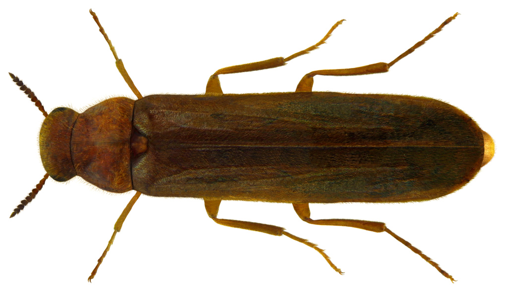 Real Monstrosities: Ship-timber Beetle