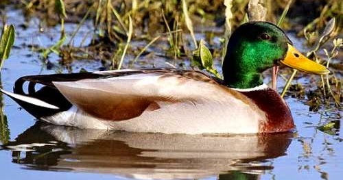 Mallard | Birds of India | Bird World