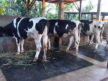 Drajat Farm: Ketosis pada Sapi Perah