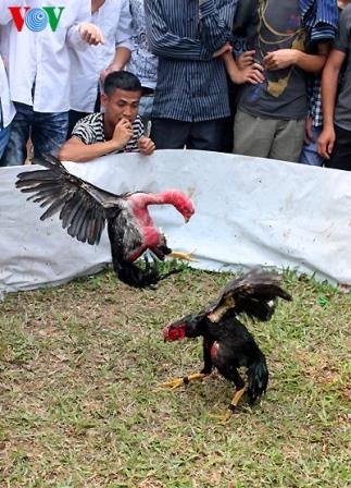 Gambar sabung ayam saigon vietnam di acara festival ~ Ayam Aduan Jenis ...