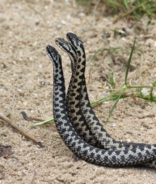 Matt's Photos: Dance of the Adders: 2014