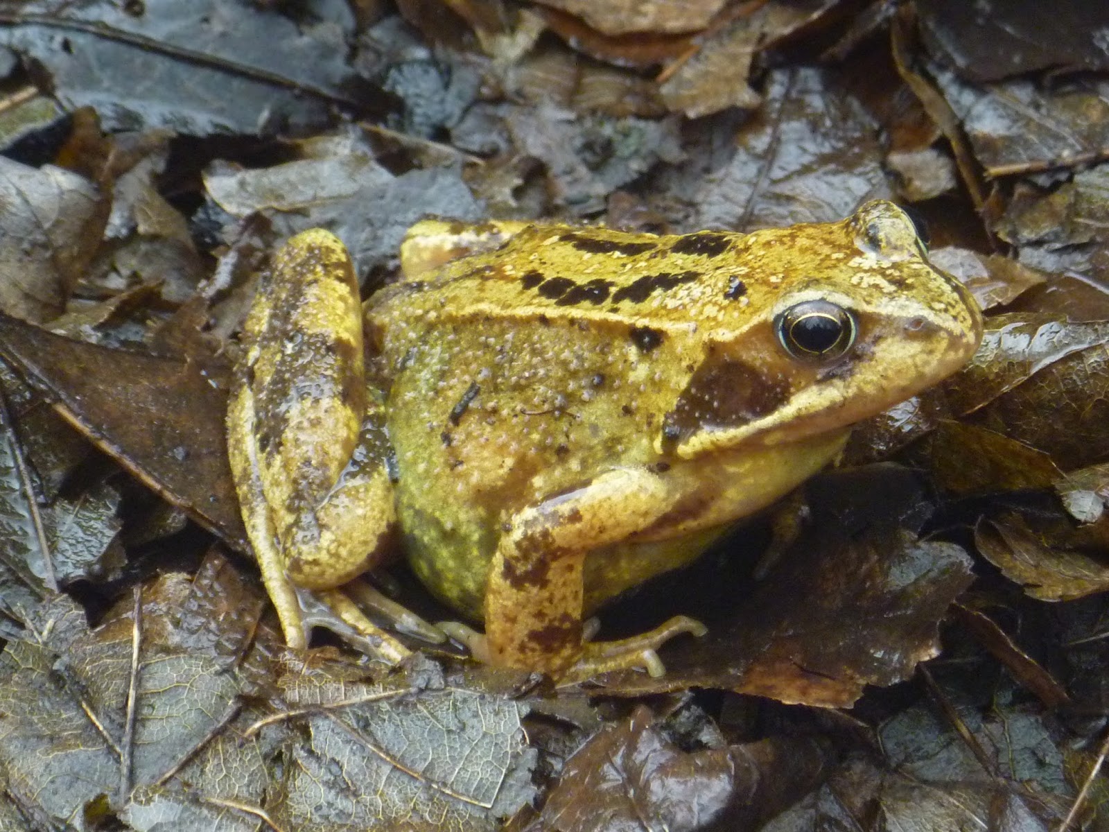 Crafty Green Poet: Toad in the Hole and a Lot of Frogs
