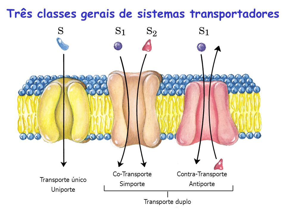 Uniporte Simporte E Antiporte - FDPLEARN