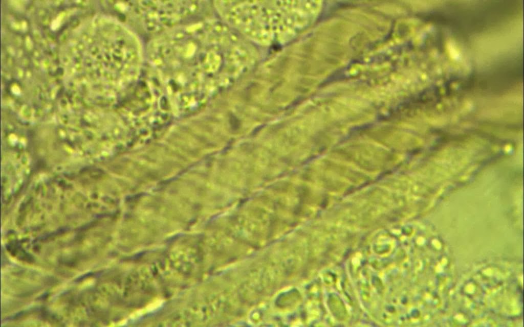 Myxomycetes of Greece