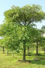 OBEN OCEOBED: Identifikasi pohon pulai