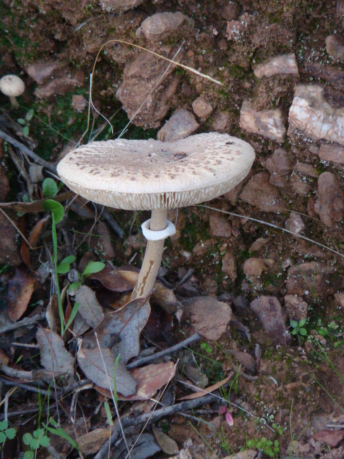 Matkalla vaan...: Lähiruokapäivä, mansikoita ja muuta mukavaa