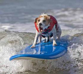 Dress Up Dogs: Surfer Dogs