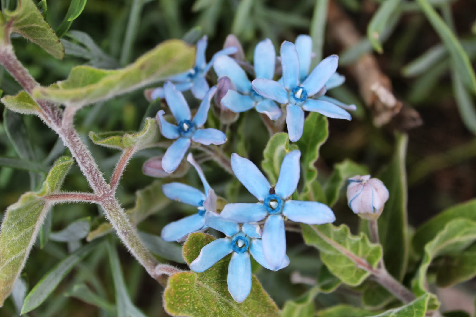 Florez Nursery: Tweedia caerulea