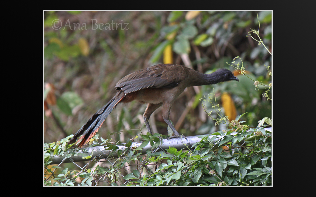 Aventura fotográfica: Guacharaca (Ortalis ruficauda)