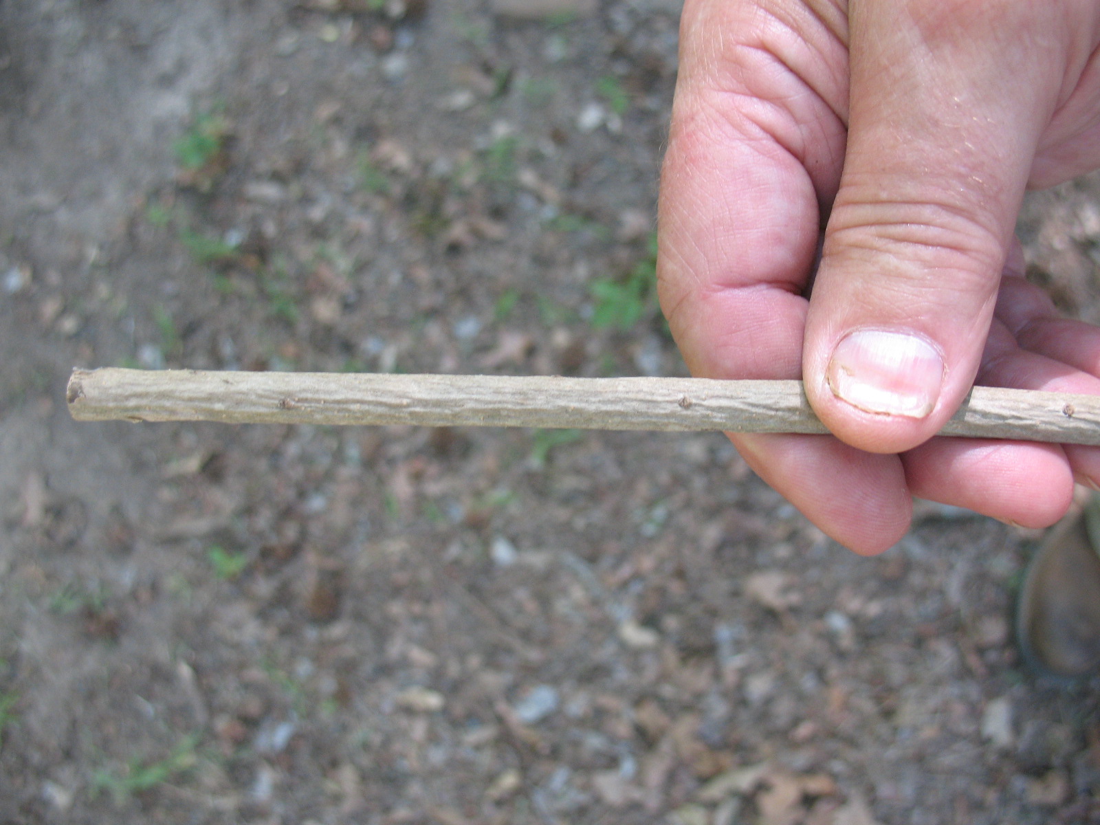 Sensible Survival: Survival Fishing - Make a Gorge Hook