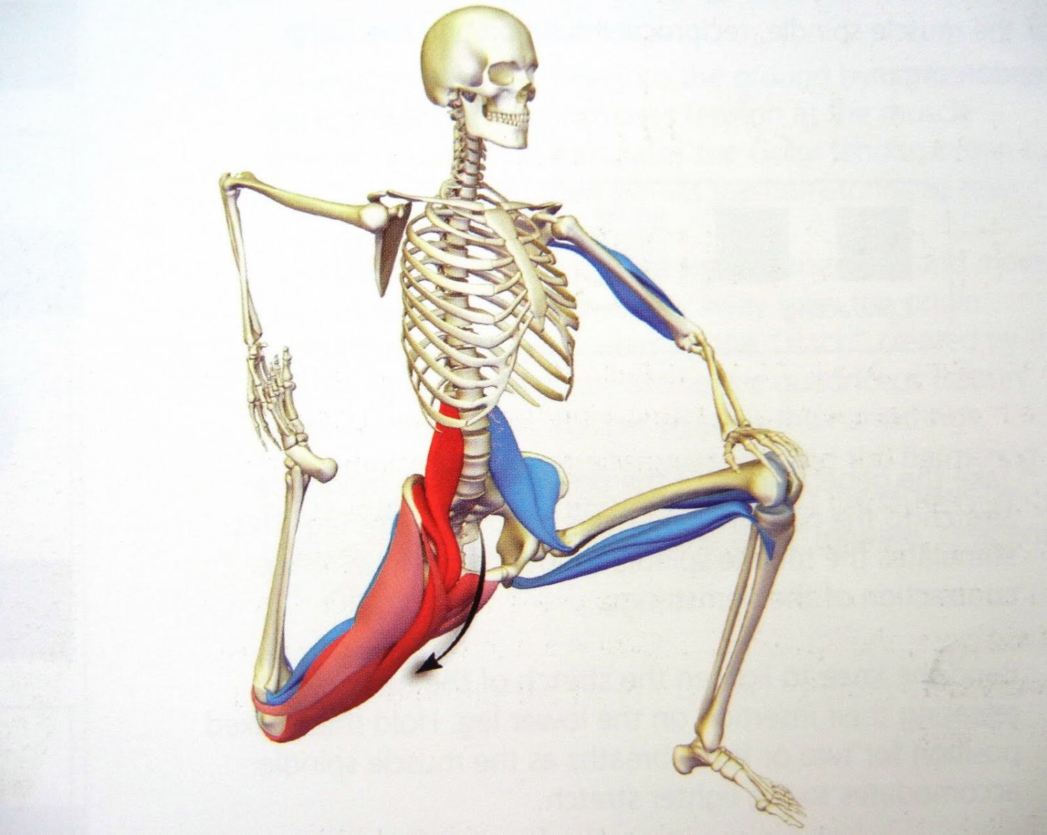El psoas?? Qué músculo és?