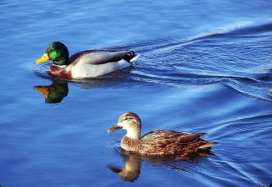 Pasiunea Pescuitului: Rata Salbatica