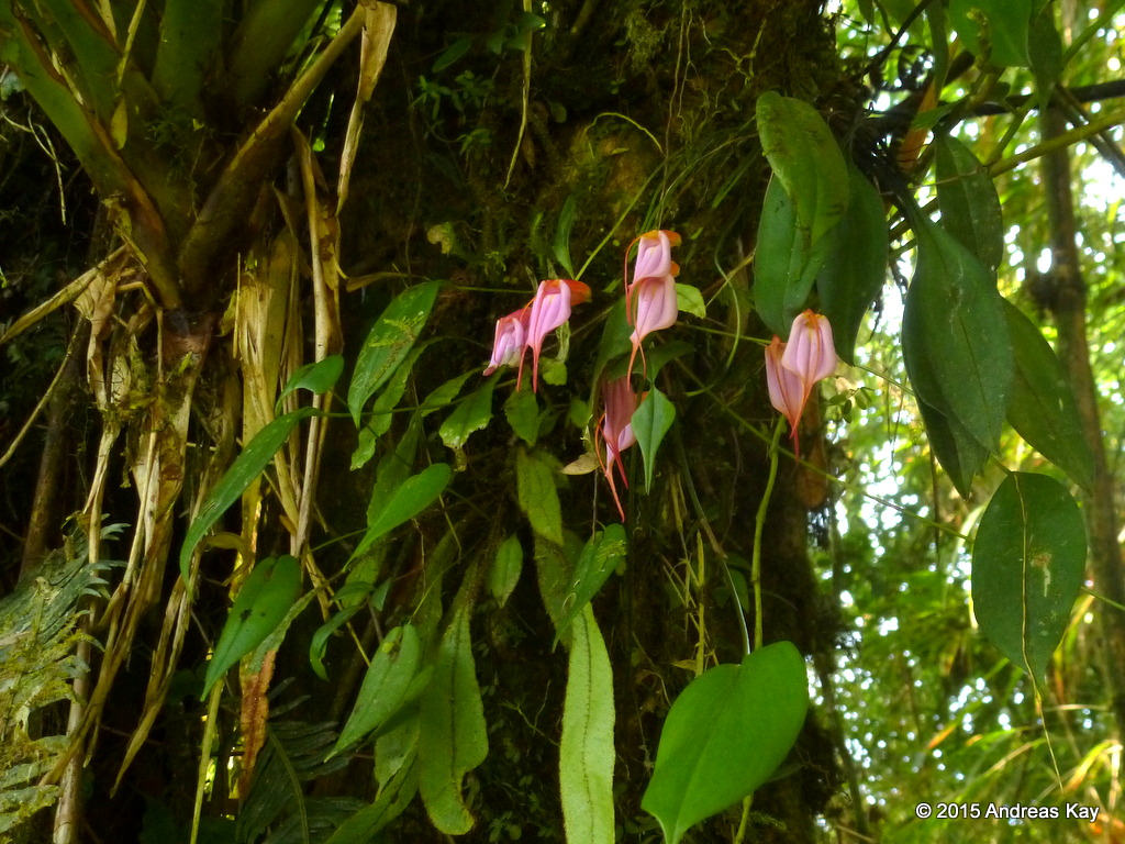 Masdevallia rosea care and culture | Travaldo's blog