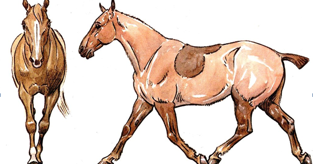 LES APLOMBS EN MARCHE - Soigneur d'équidés