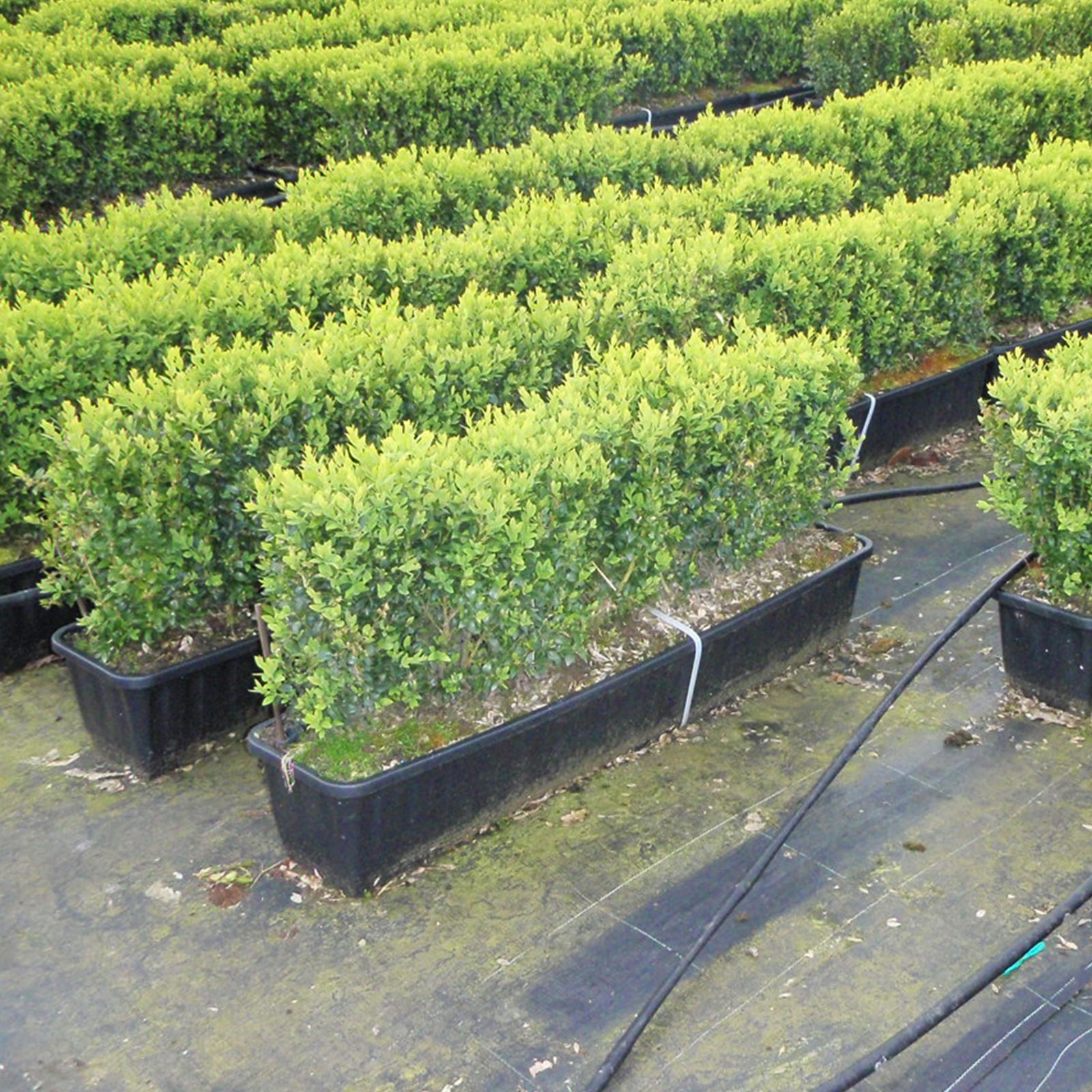 Buxus sempervirens «boj» - Id Plantae