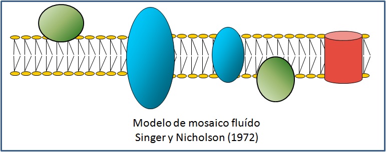 Un paseo por la ciencia: UN PASEO POR LA HISTORIA DE LA MEMBRANA