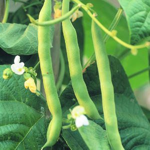 String Beans - Philippine Sitaw - Cooking Signature