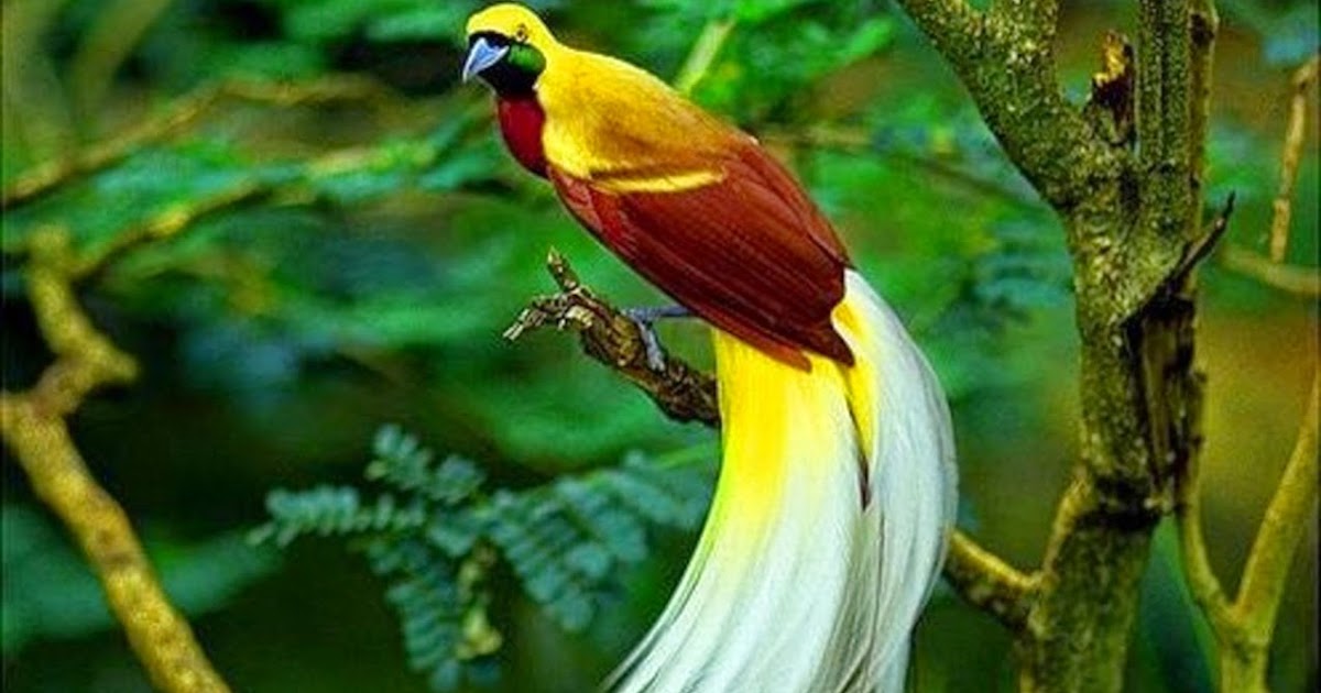 Rupa rupa burung - macam macam burung