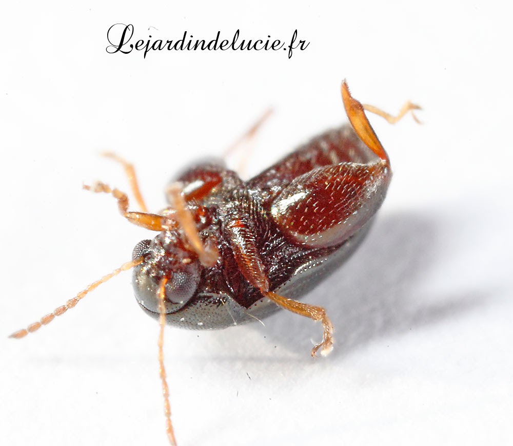 Psylliodes chrysocephala, grosse altise d'hiver, altise du colza.