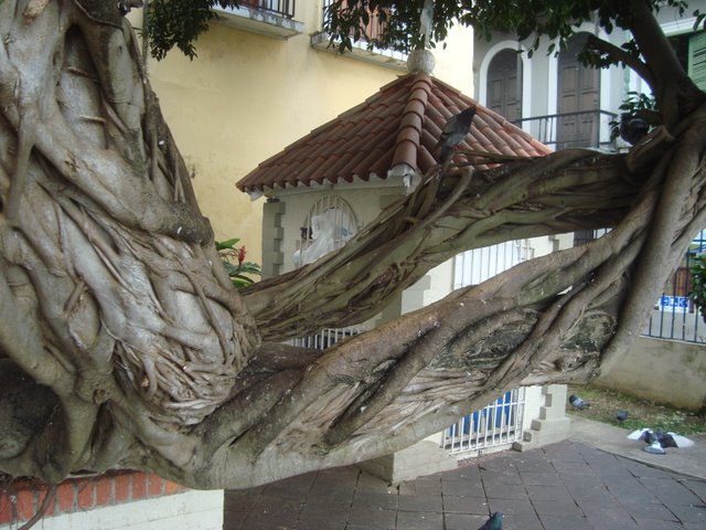 Princeton Nature Notes: Puerto Rico: Skinless Trees and People
