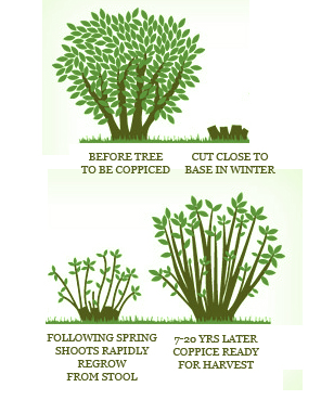 Temperate Climate Permaculture: Permaculture Projects: Coppicing