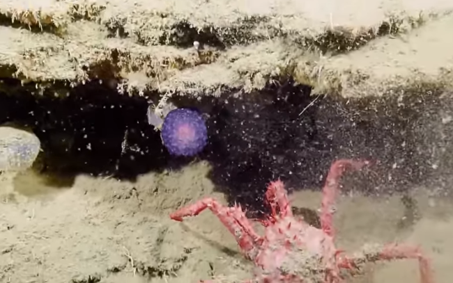 bensozia: Mysterious Glowing Purple Orb on the Sea Floor